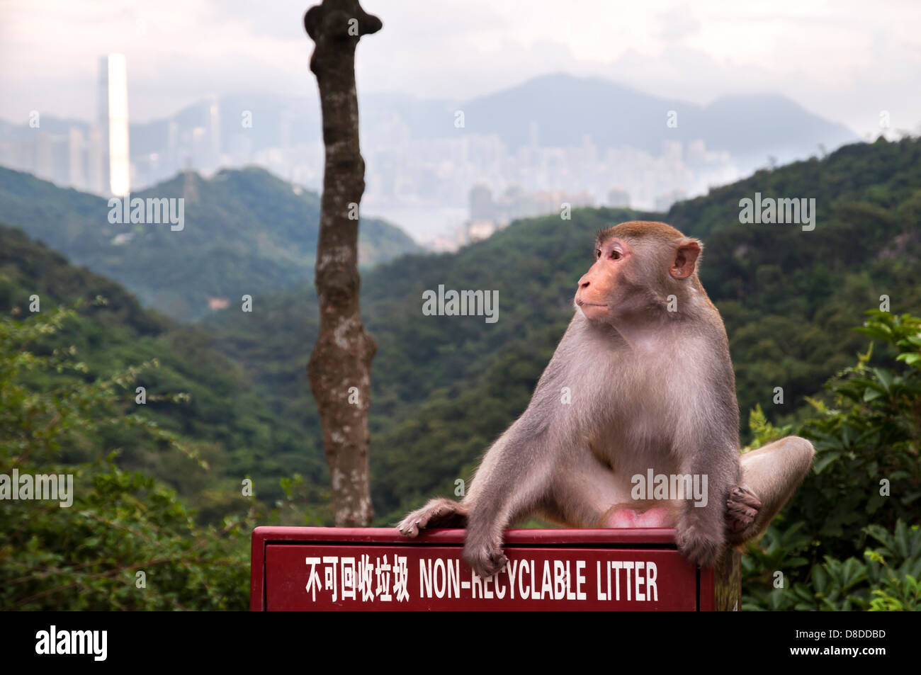Wild monkey sitting on a litter bin in Kam Shan Country Park, Hong Kong ...