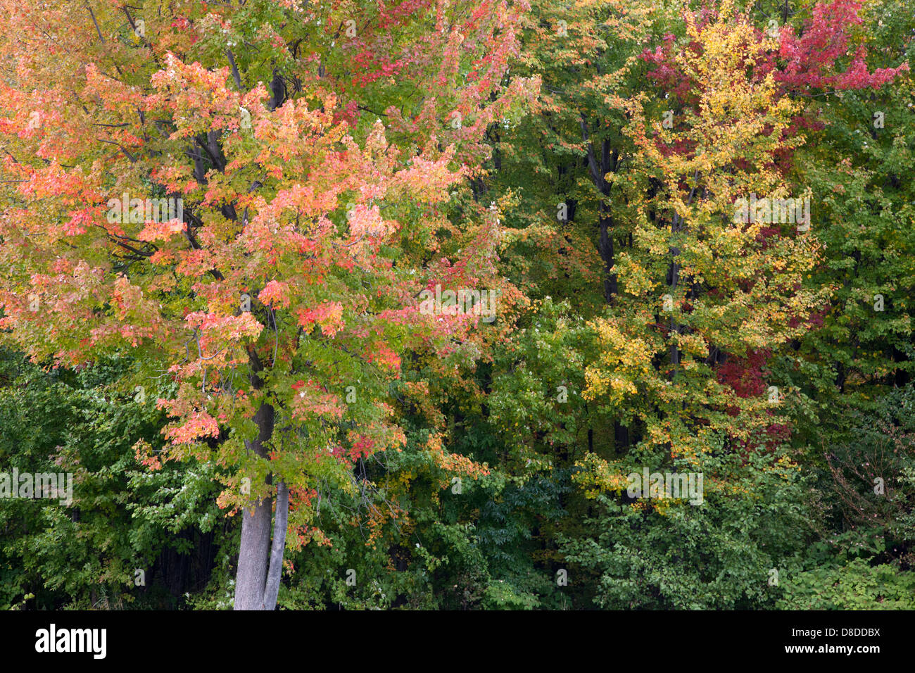 Maple tree in fall colours with green leaves changing to red and yellow ...