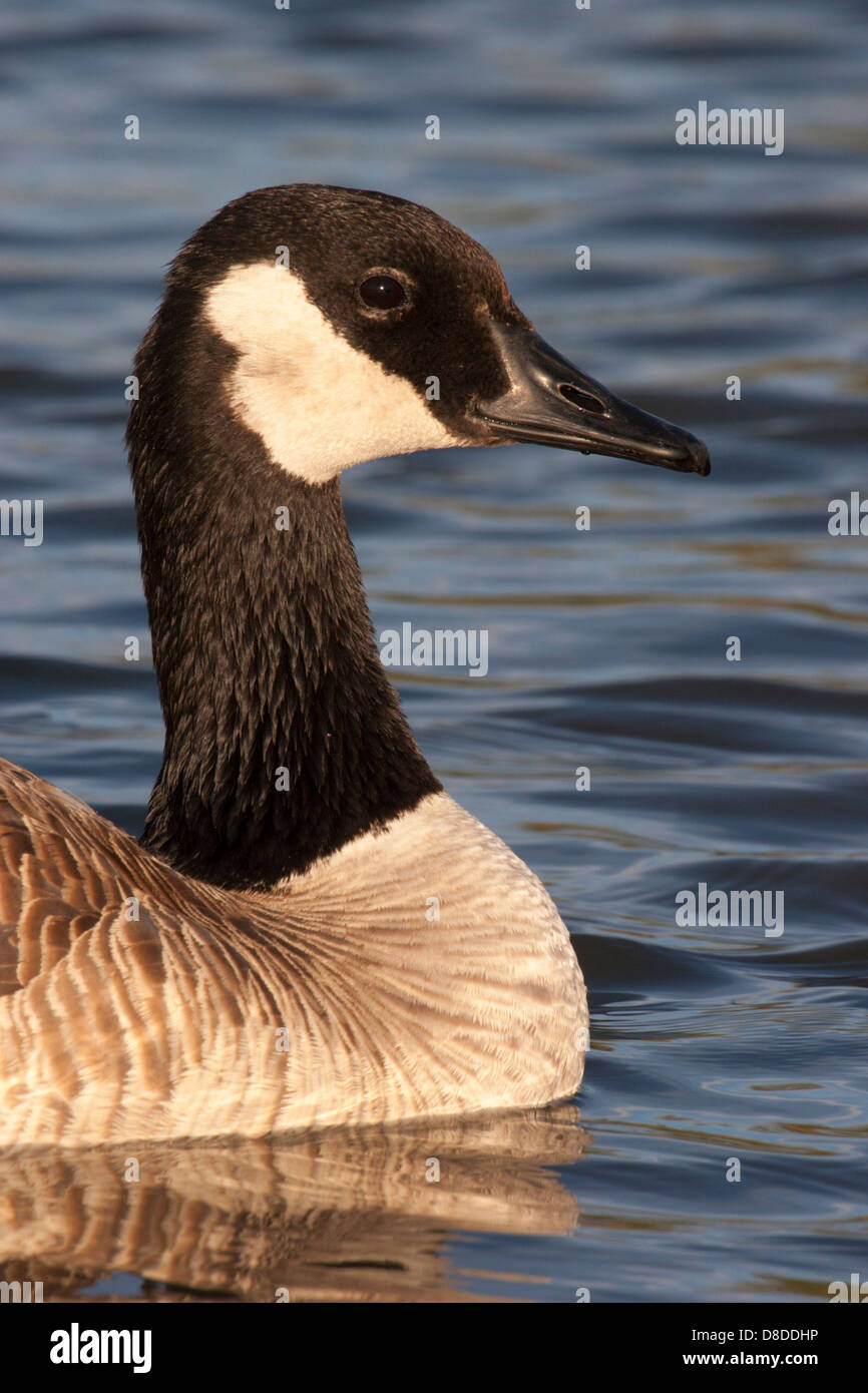 Canadian goose profile of head hi-res stock photography and images - Alamy