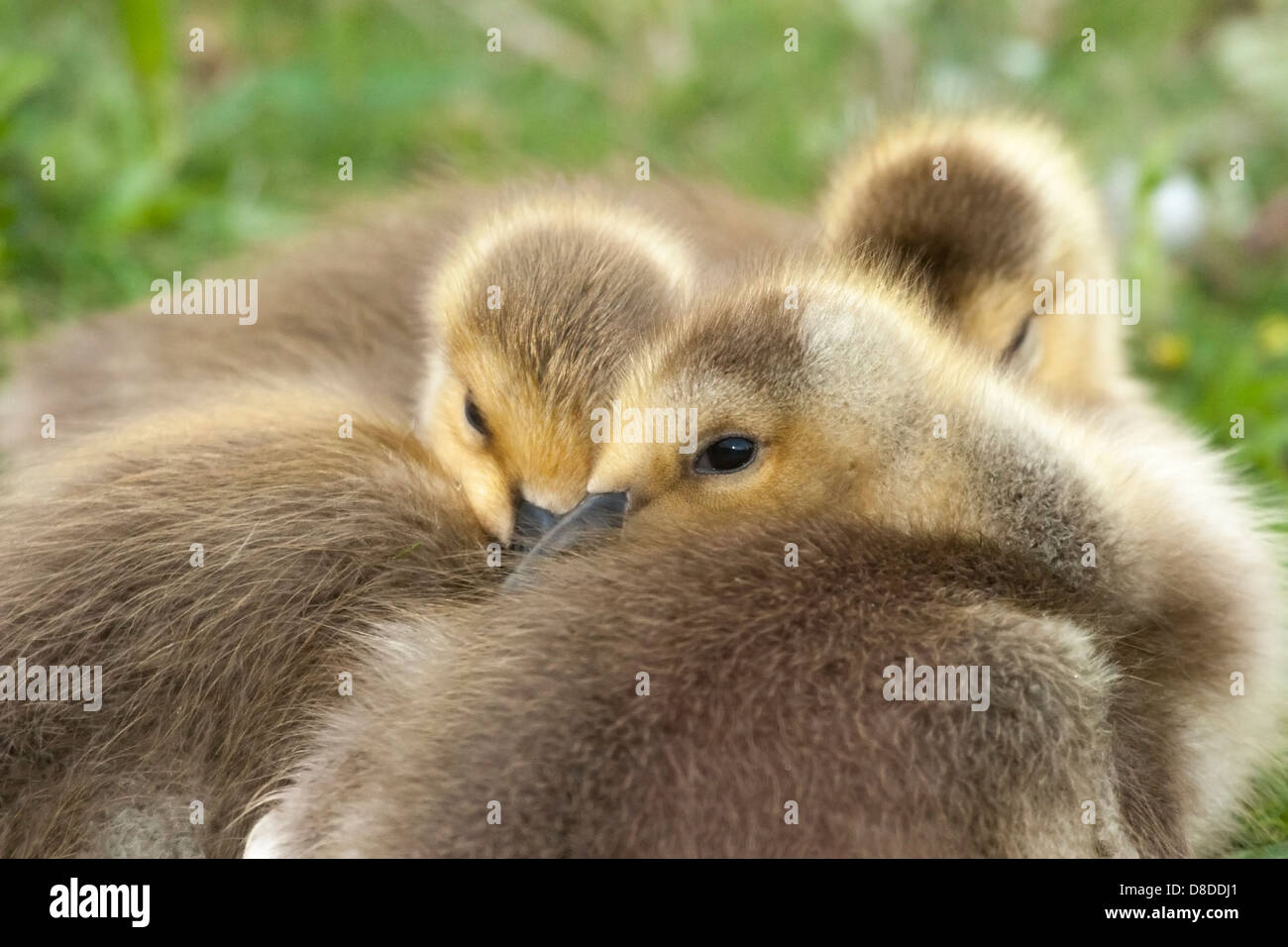 Canada Goose (Branta canadensis) goslings cuddling with their heads ...