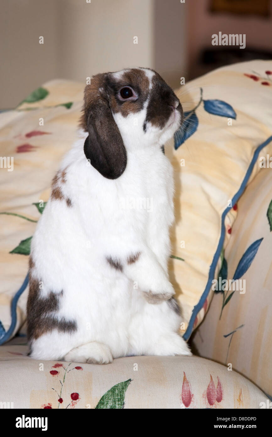 Rabbit standing on hind legs hi-res stock photography and images - Alamy