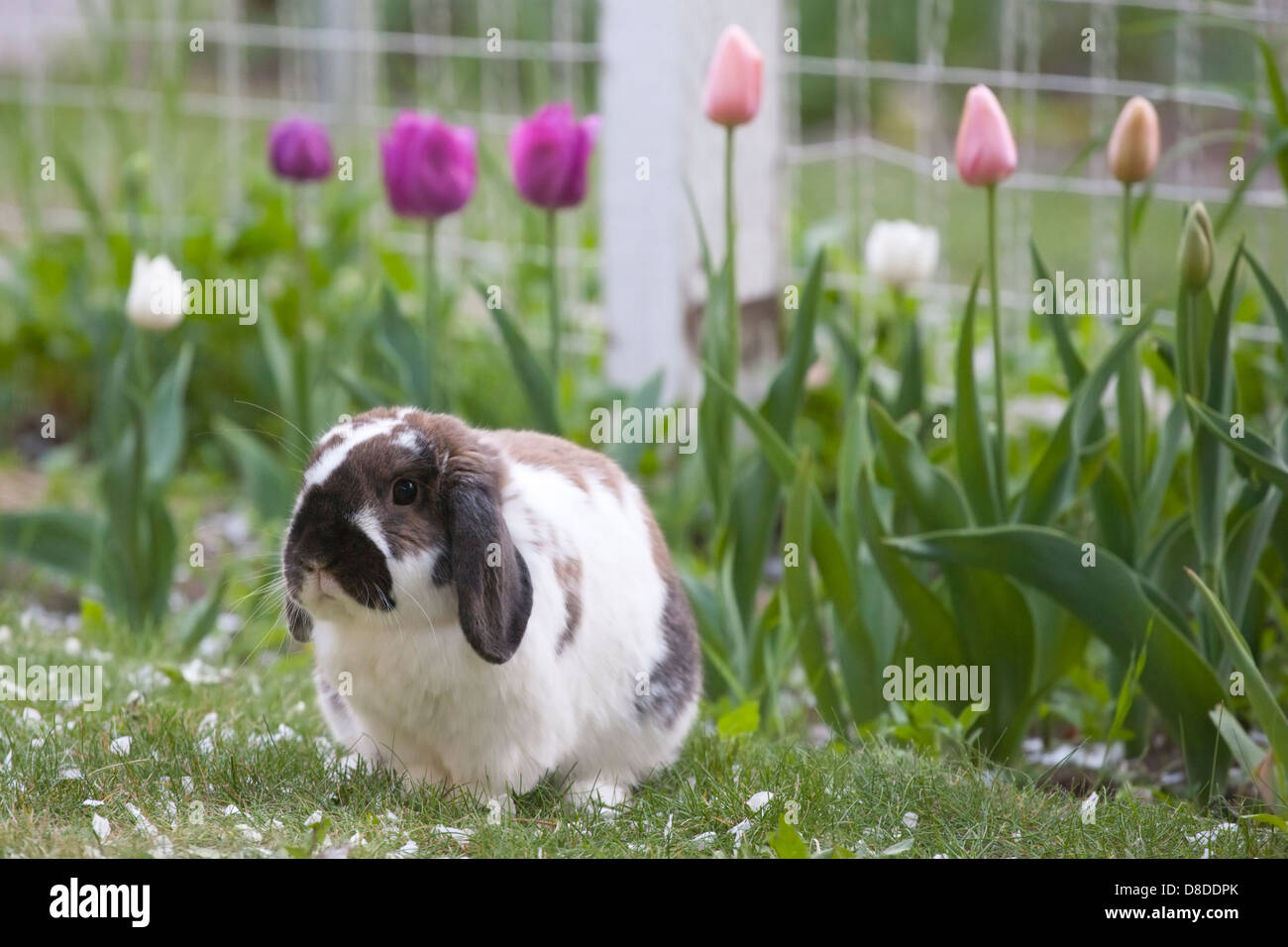 Holland Lop pet rabbit outdoors in spring garden Stock Photo - Alamy