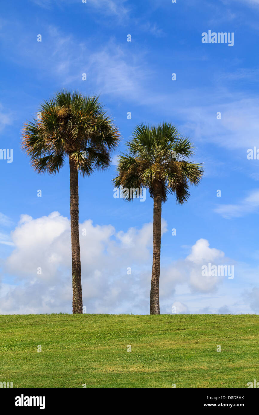 Two palmtrees hi-res stock photography and images - Alamy