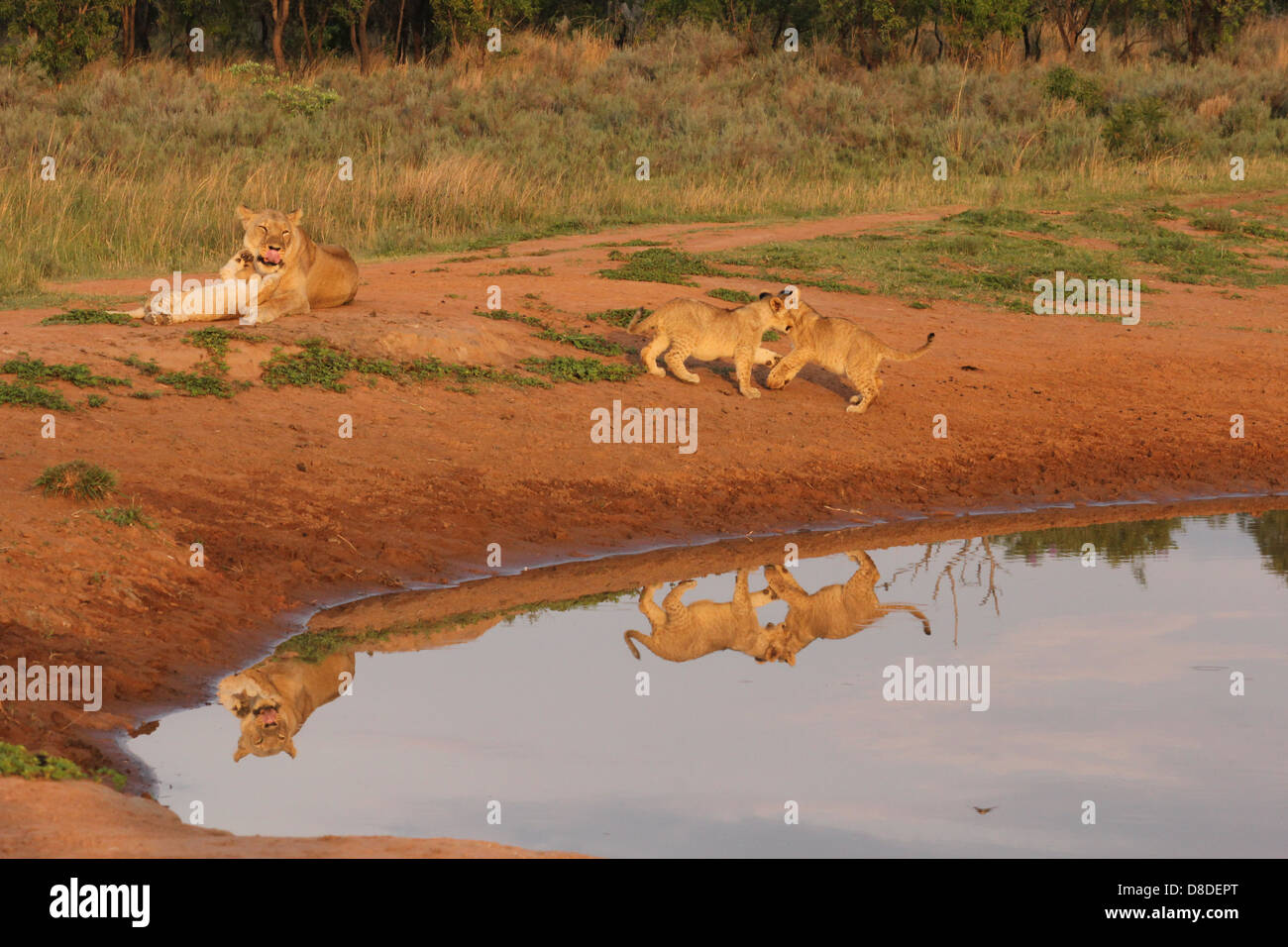 Cub fight hi-res stock photography and images - Alamy
