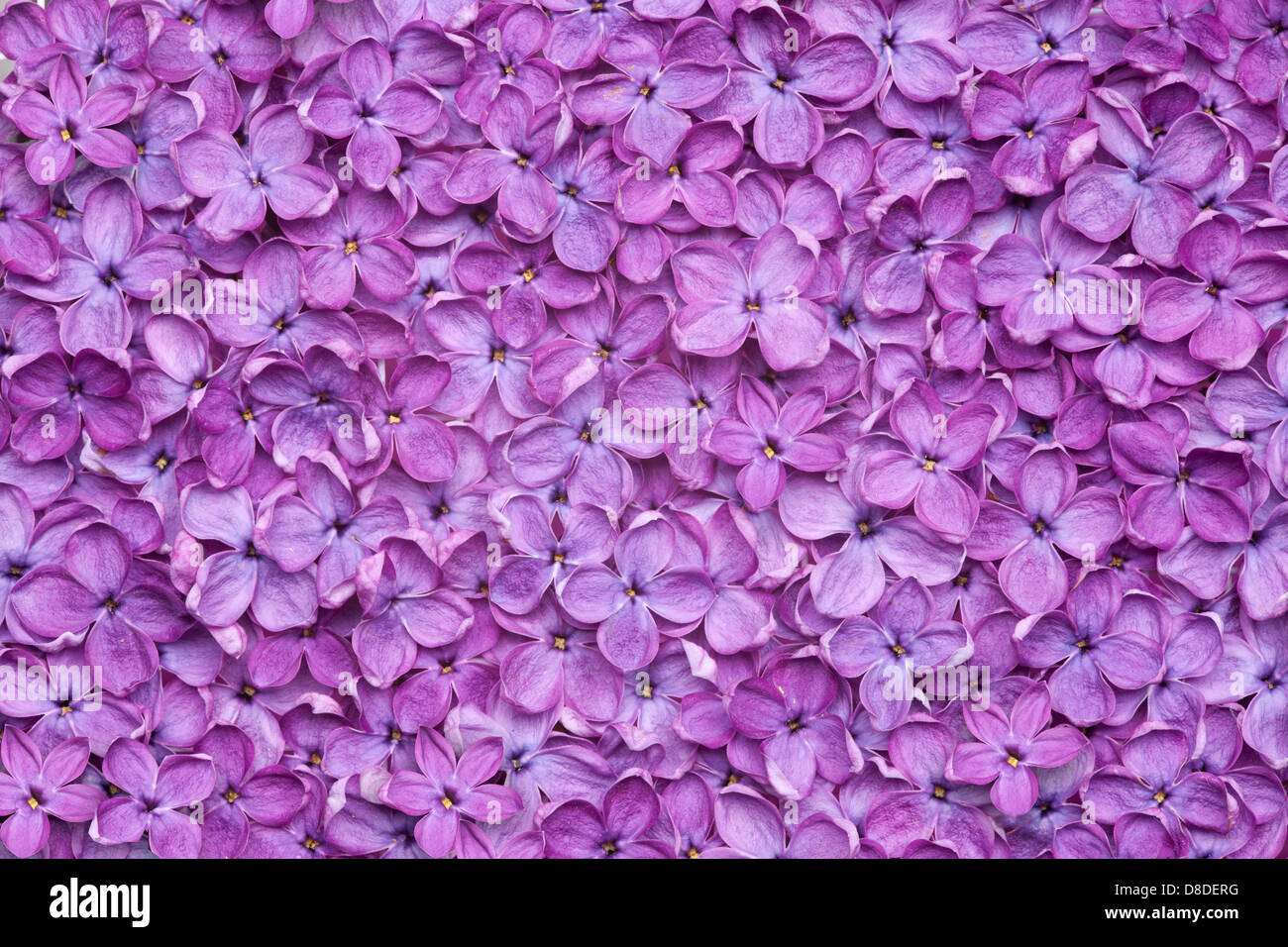 violet lilac flower background or organic natural texture Stock Photo ...
