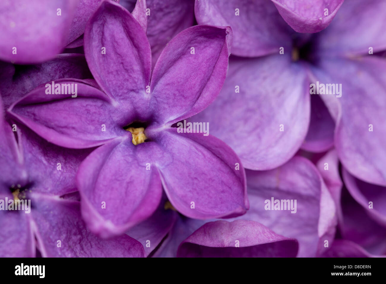 Pink flower texture hi-res stock photography and images - Alamy