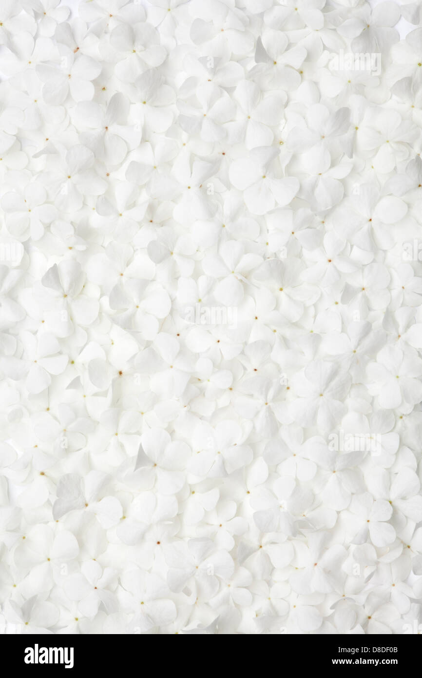 White flower texture hi-res stock photography and images - Alamy