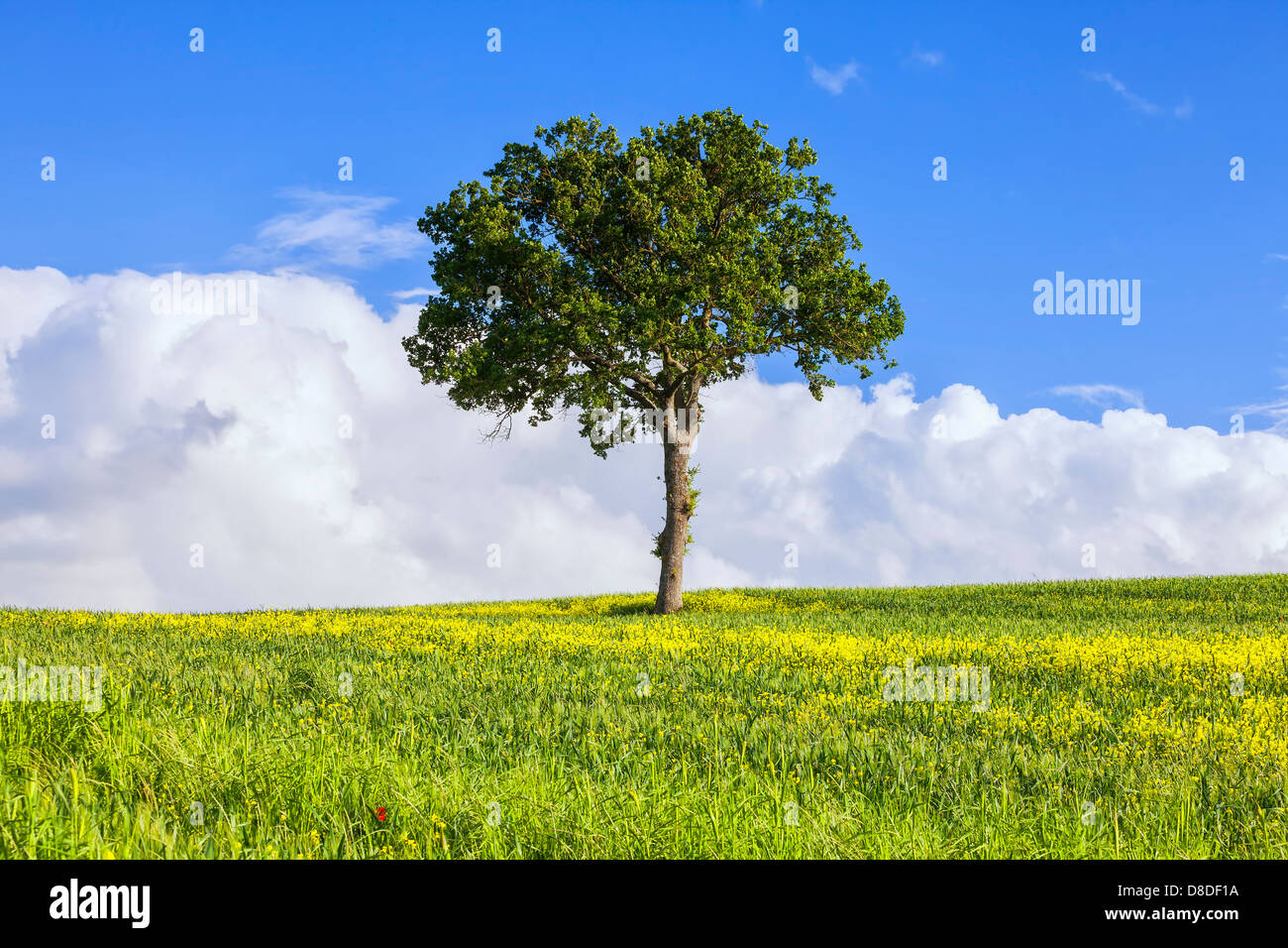Rapseed field hi-res stock photography and images - Alamy