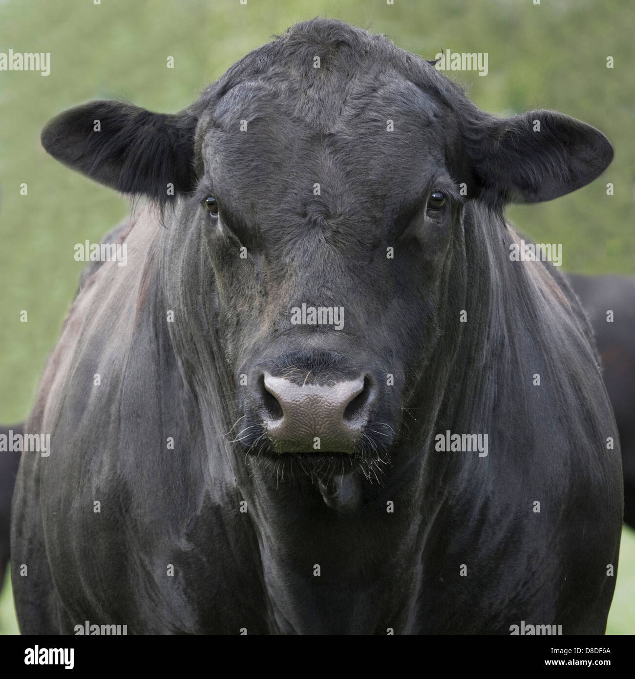 Aberdeen Angus bull Stock Photo - Alamy