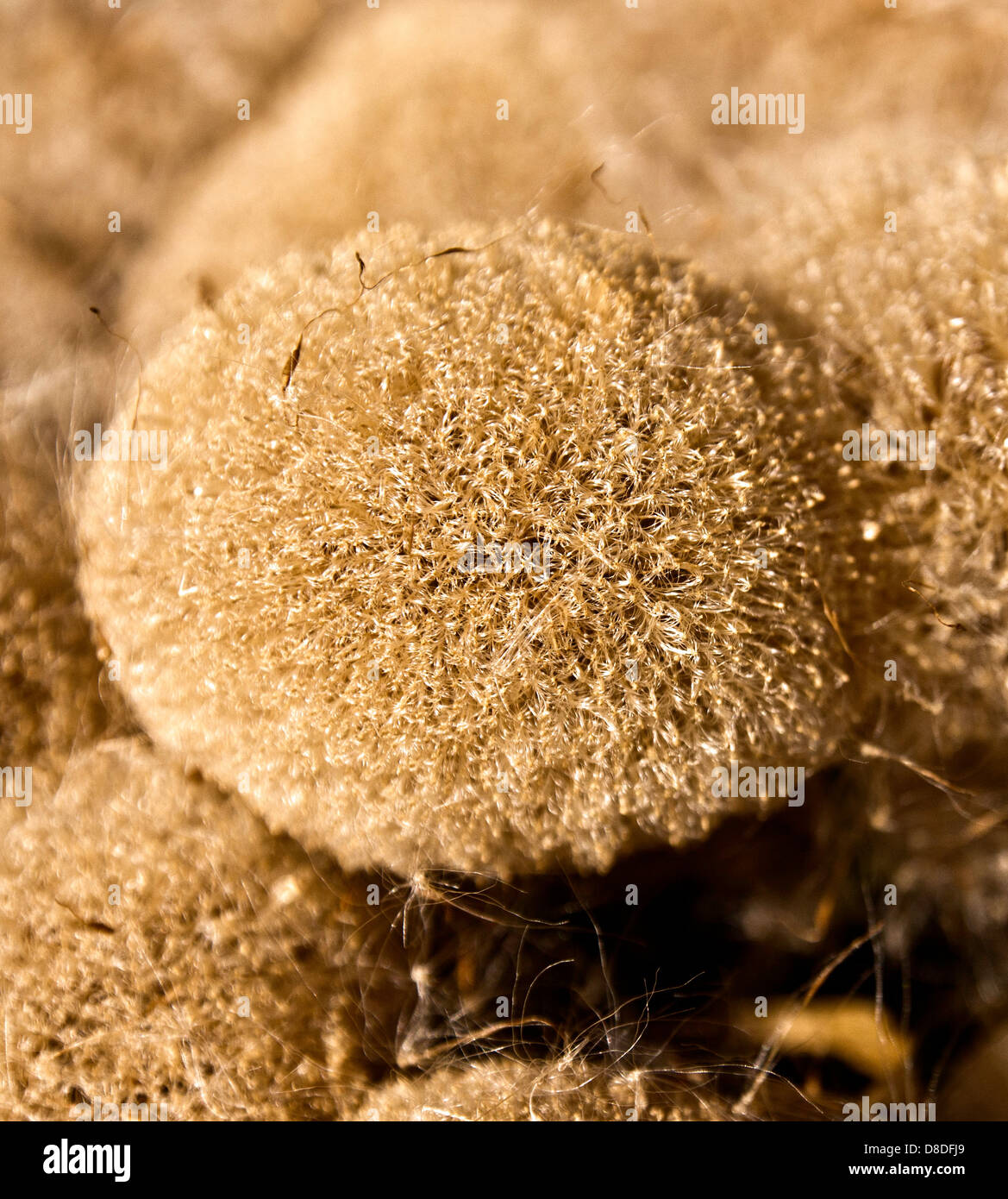 Meadow puffball hi-res stock photography and images - Alamy