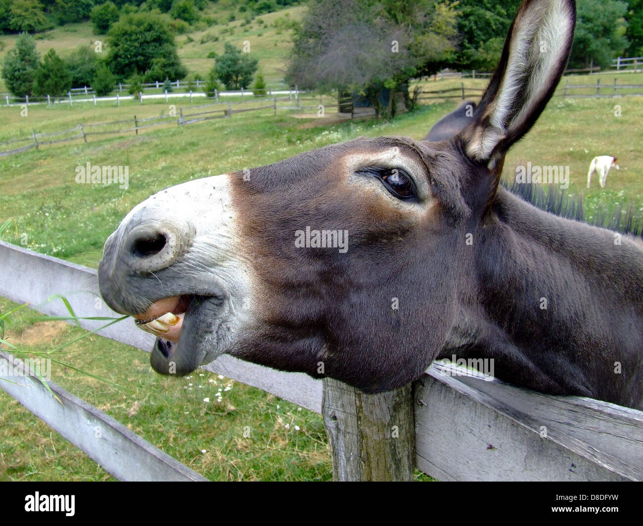 A close-up shot of a donkey behind a fence in its natural habitat. The ...