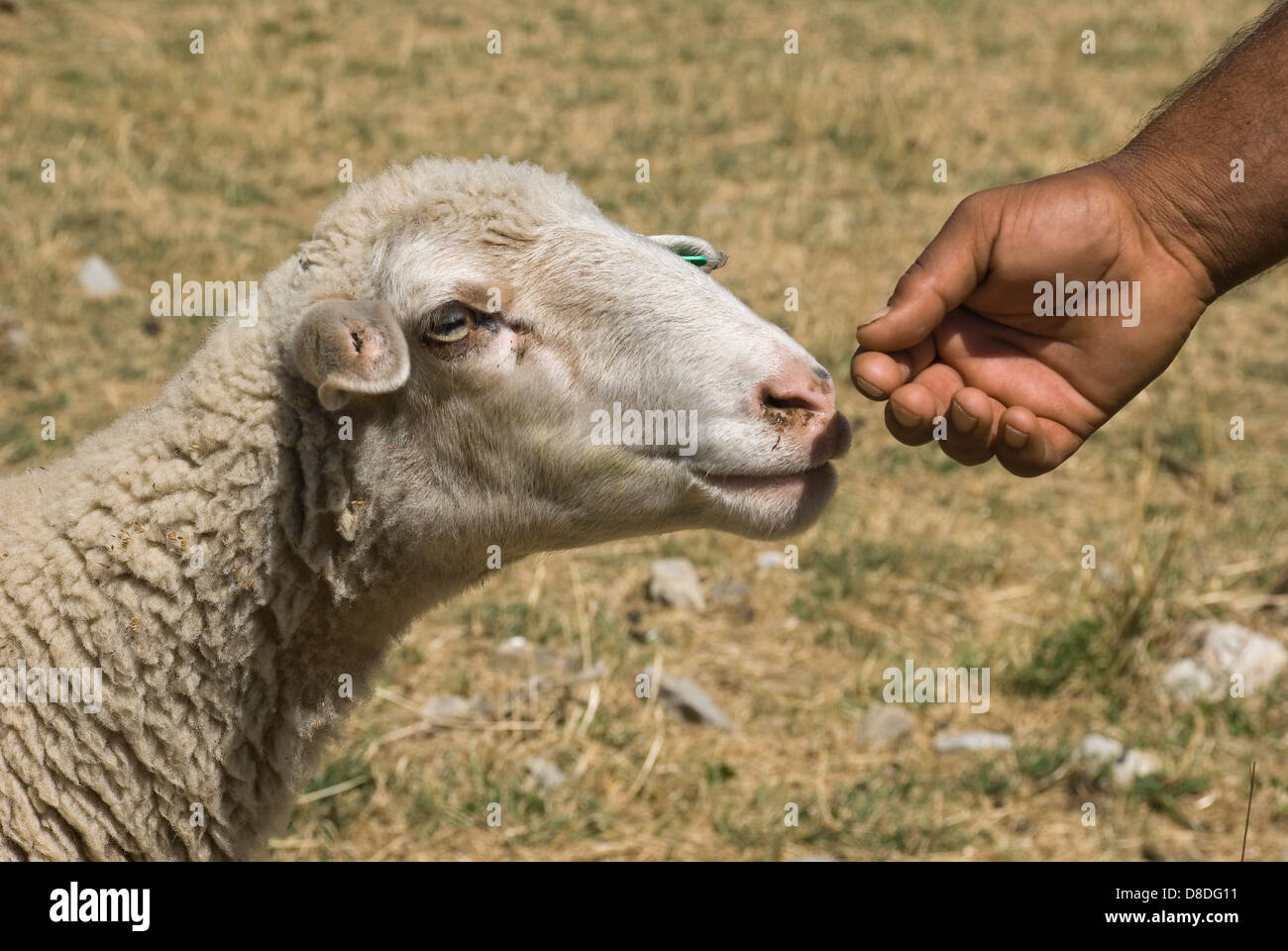 Sheep and hand of man Stock Photo - Alamy