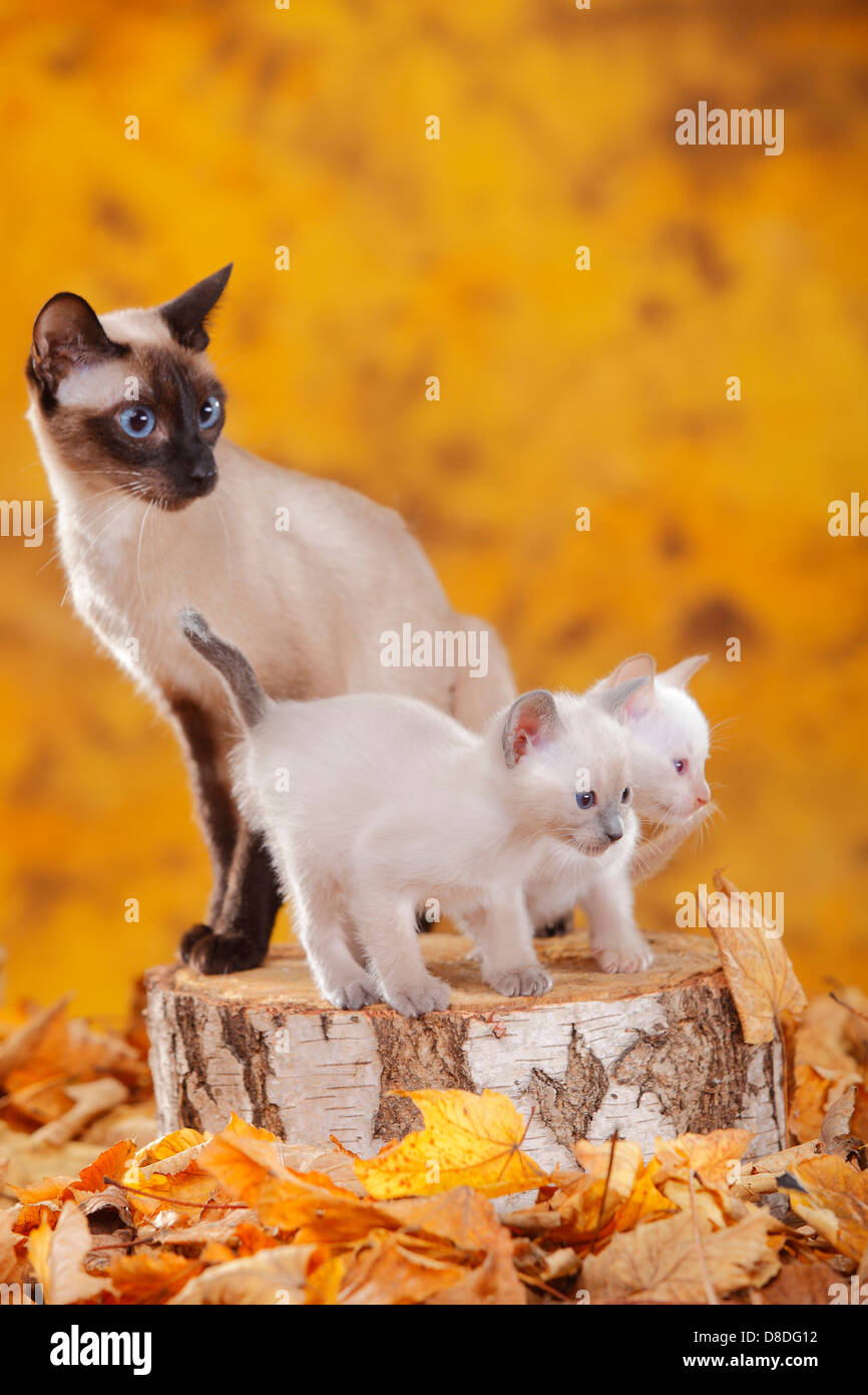 Classic Siamese Cat, seal-point, with kittens, blue-point and cinnamon ...