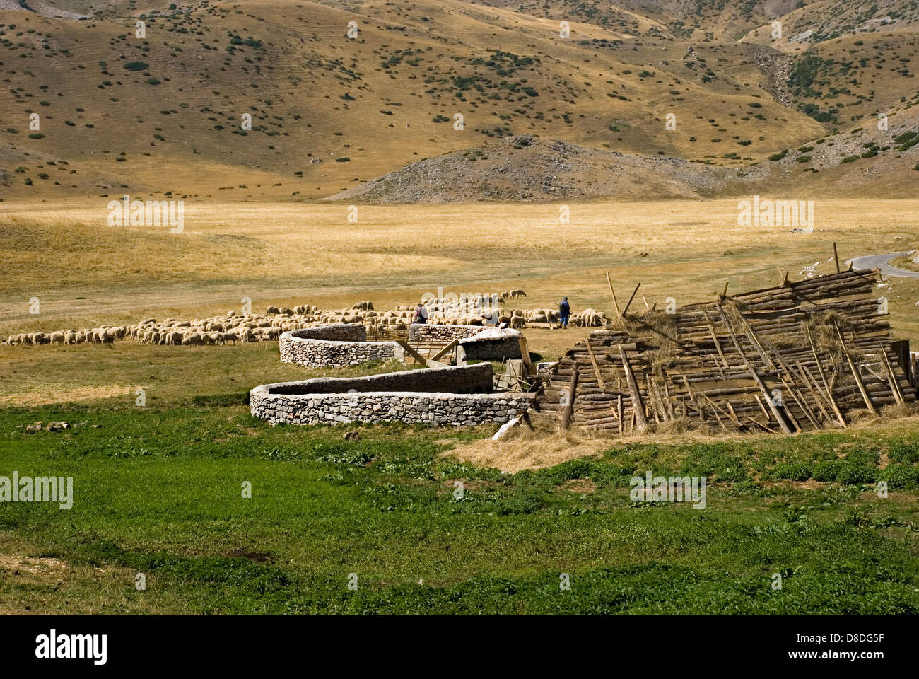 sheep on the mountain from macedonia Stock Photo - Alamy