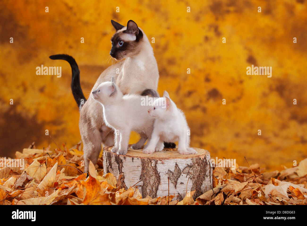 Classic Siamese Cat, seal-point, with kittens, blue-point and cinnamon ...