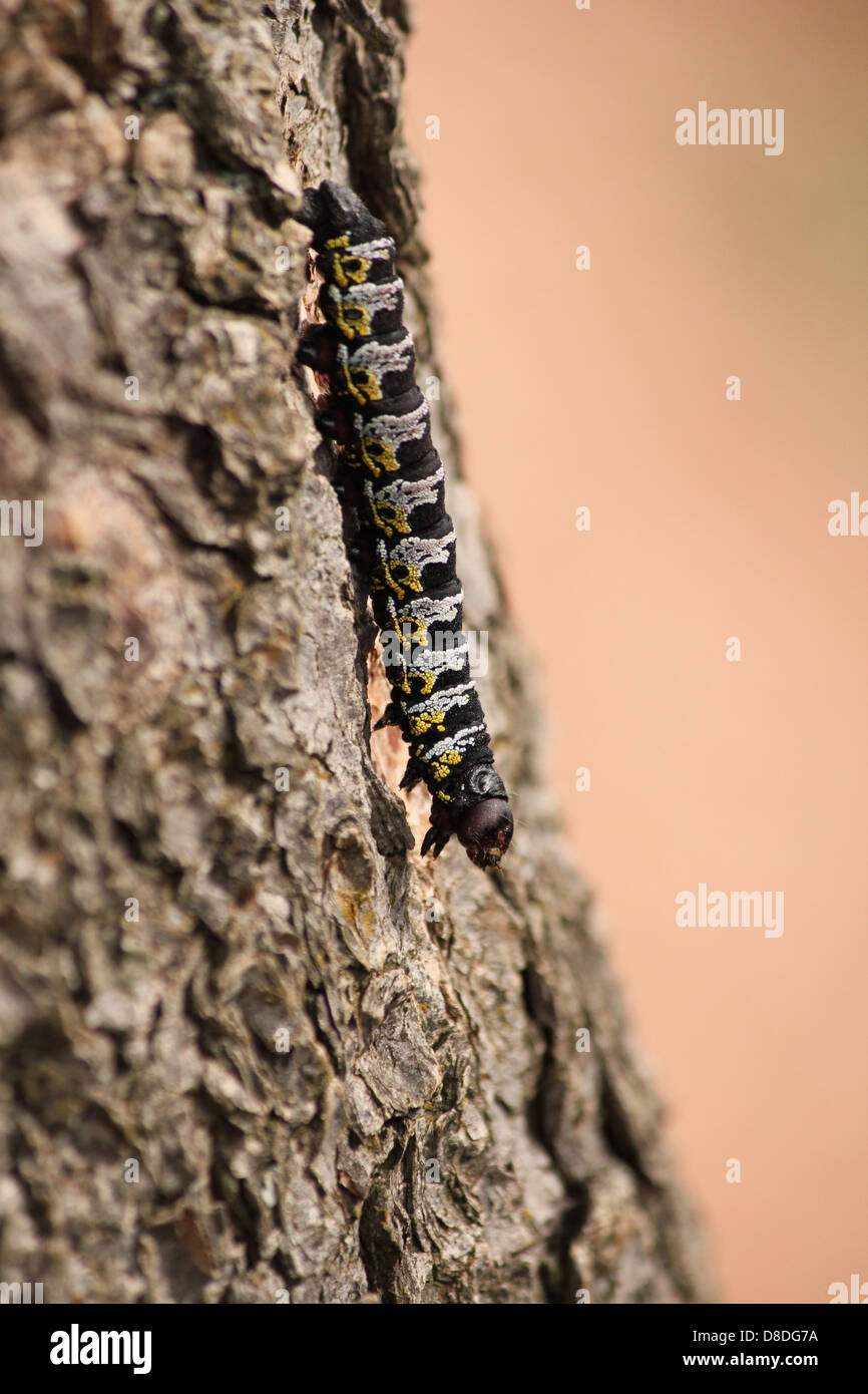 Mopane worm hi-res stock photography and images - Alamy
