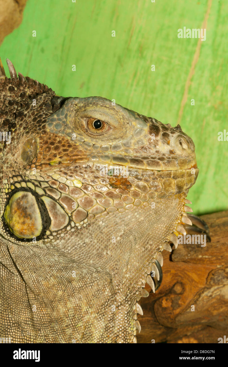 Common Iguana (Iguana iguana Stock Photo - Alamy