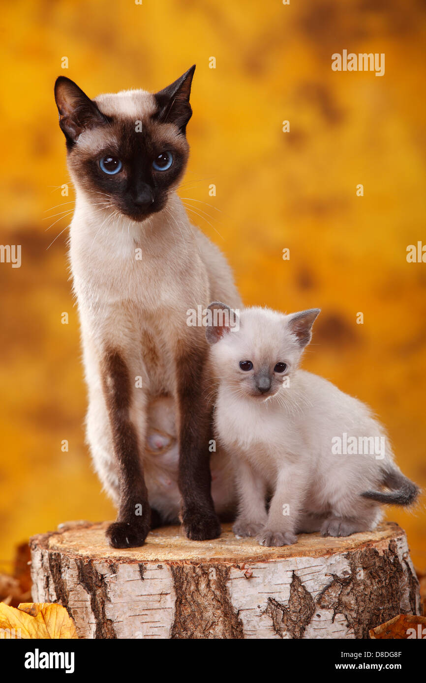 Classic Siamese Cat, seal-point, with kitten, blue-point Stock Photo ...
