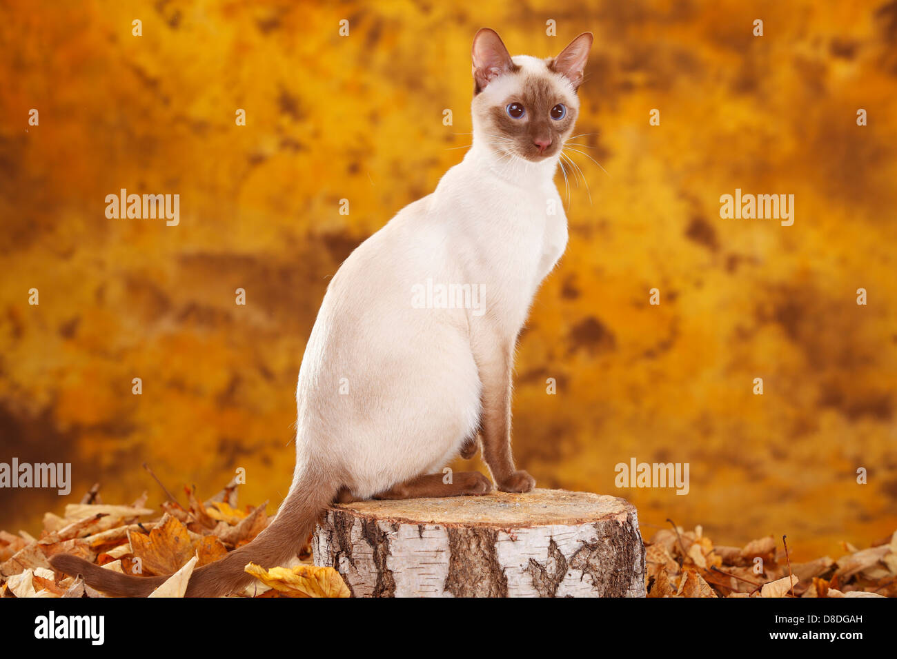 Classic Siamese Cat, tomcat, cinnamon-point |Siamkatze alter Typ, Kater ...