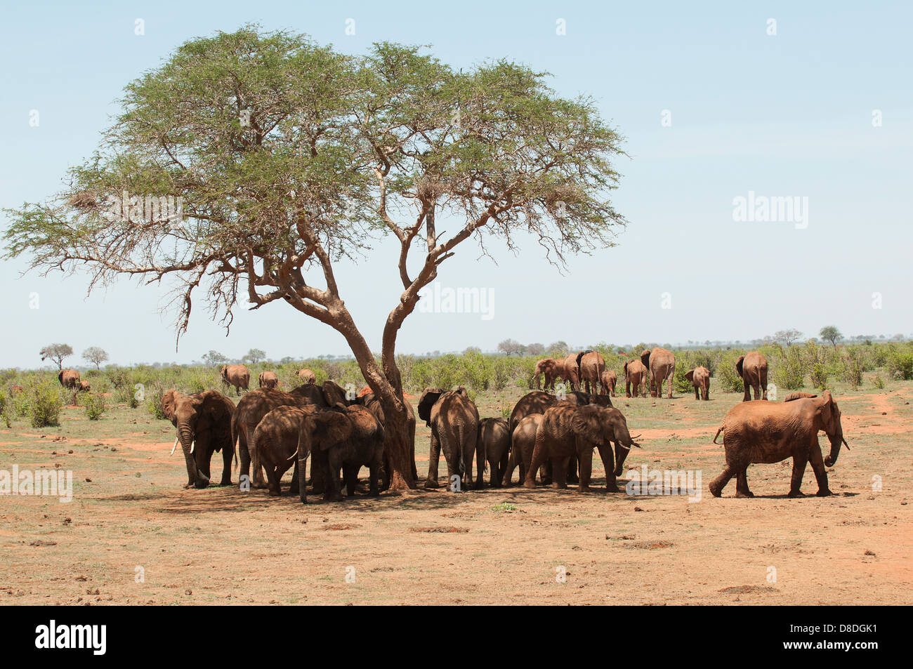 elephants in Tsavo National Park Kenya Stock Photo - Alamy