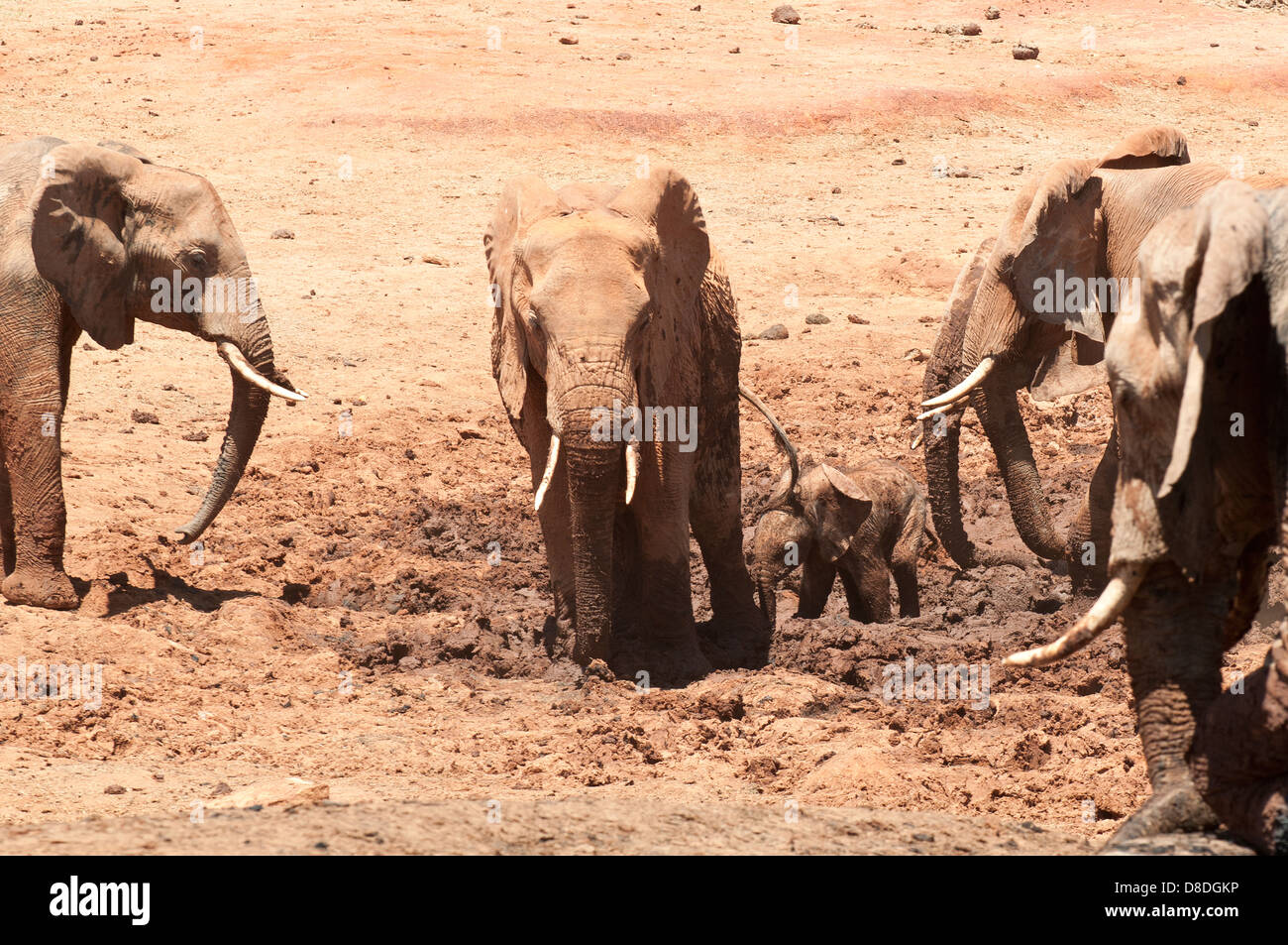 elephants in Tsavo National Park Kenya Stock Photo - Alamy
