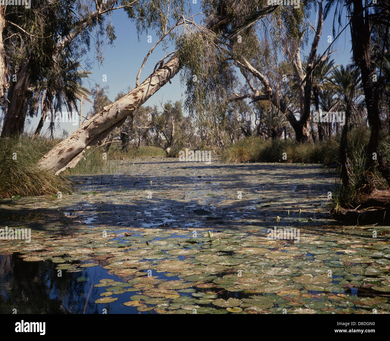 View of the wet area known as Millstream, Chichester National park ...