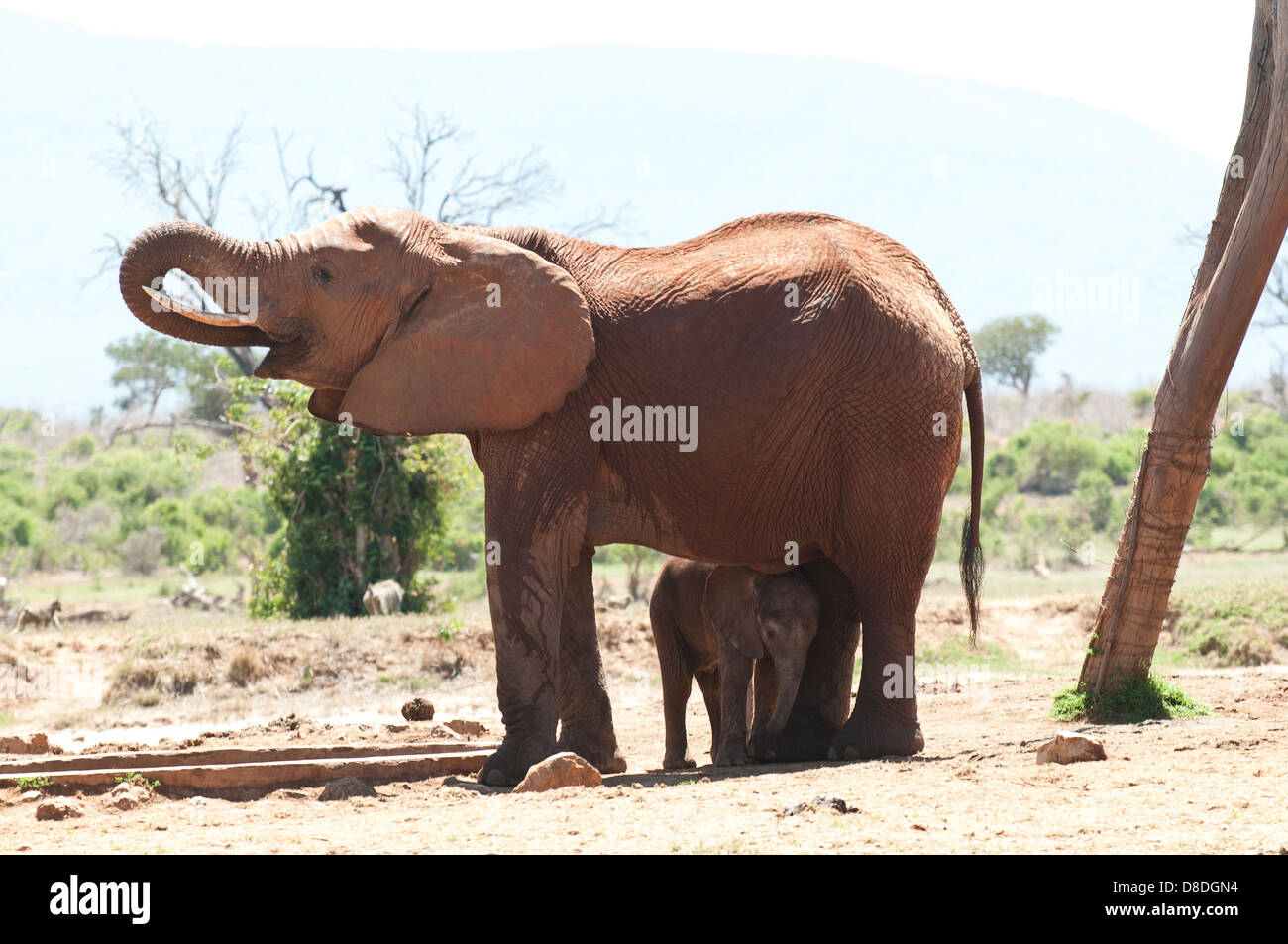 elephants in Tsavo National Park Kenya Stock Photo - Alamy