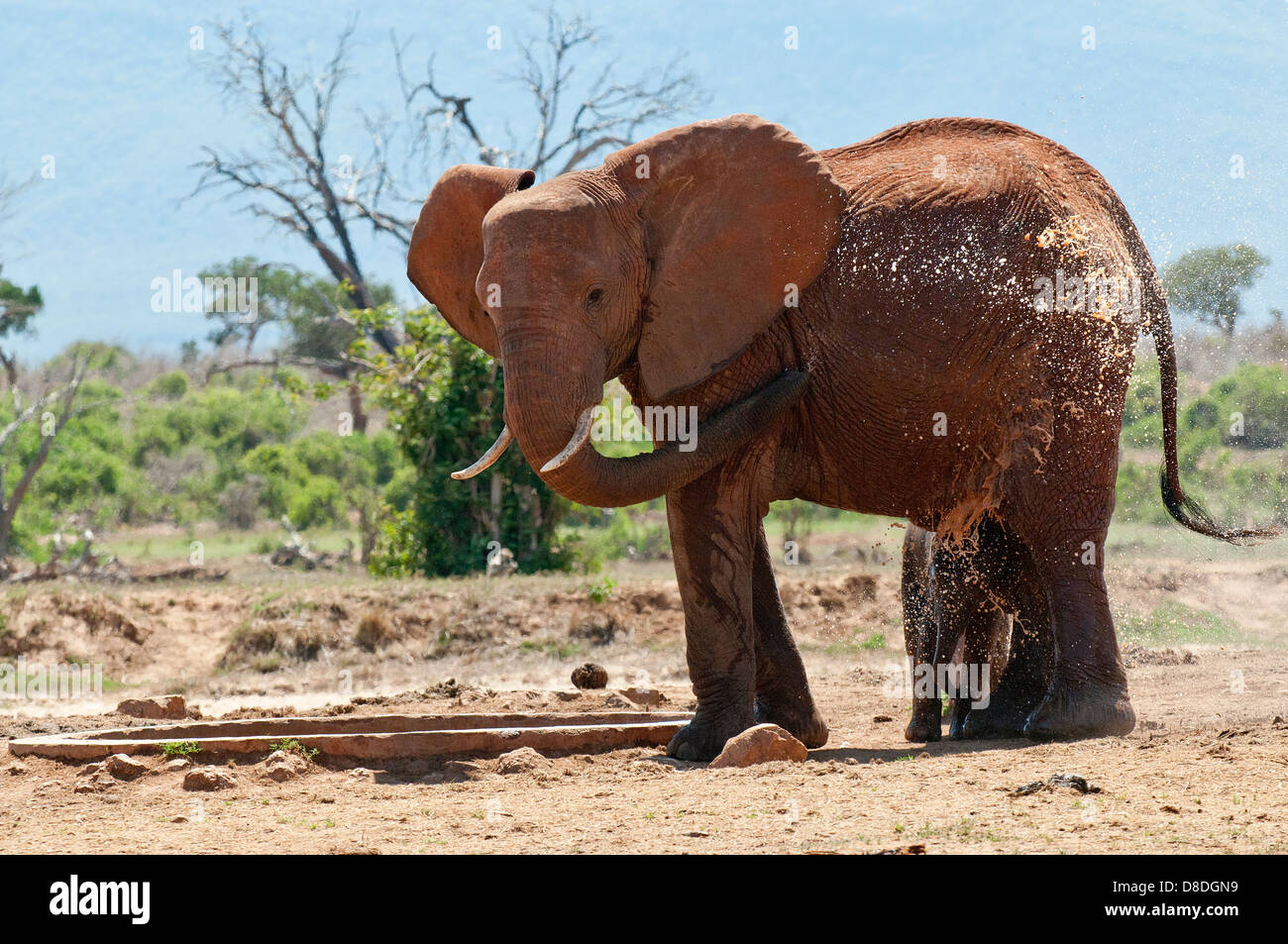 elephants in Tsavo National Park Kenya Stock Photo - Alamy