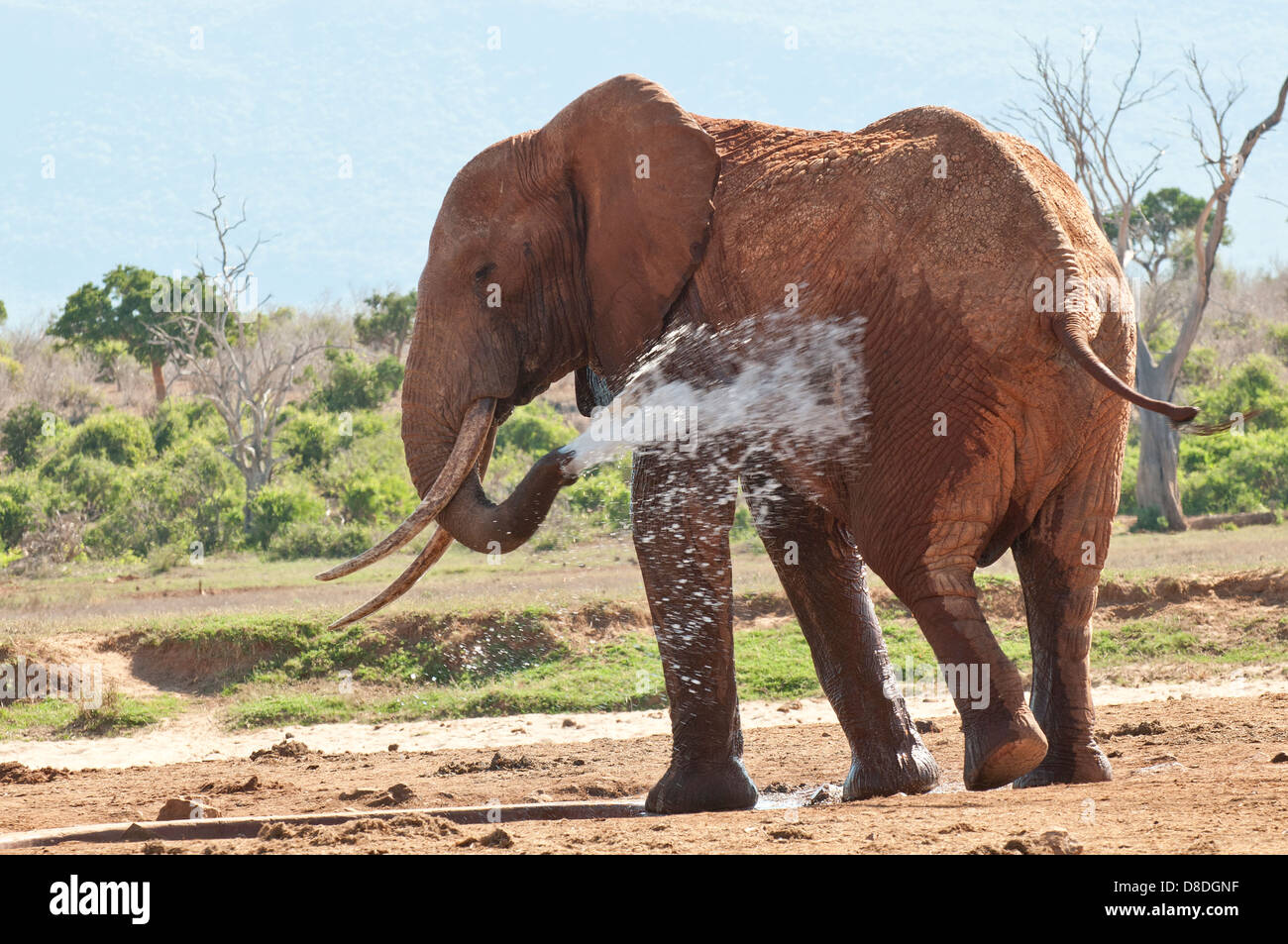 elephants in Tsavo National Park Kenya Stock Photo - Alamy