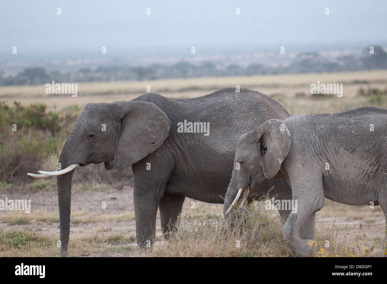 elephants in Tsavo National Park Kenya Stock Photo - Alamy