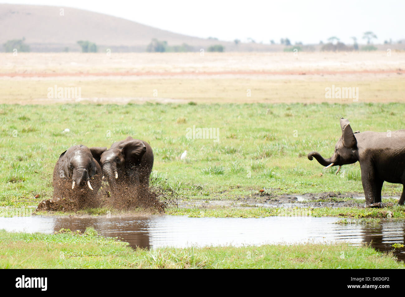 elephants in Tsavo National Park Kenya Stock Photo - Alamy