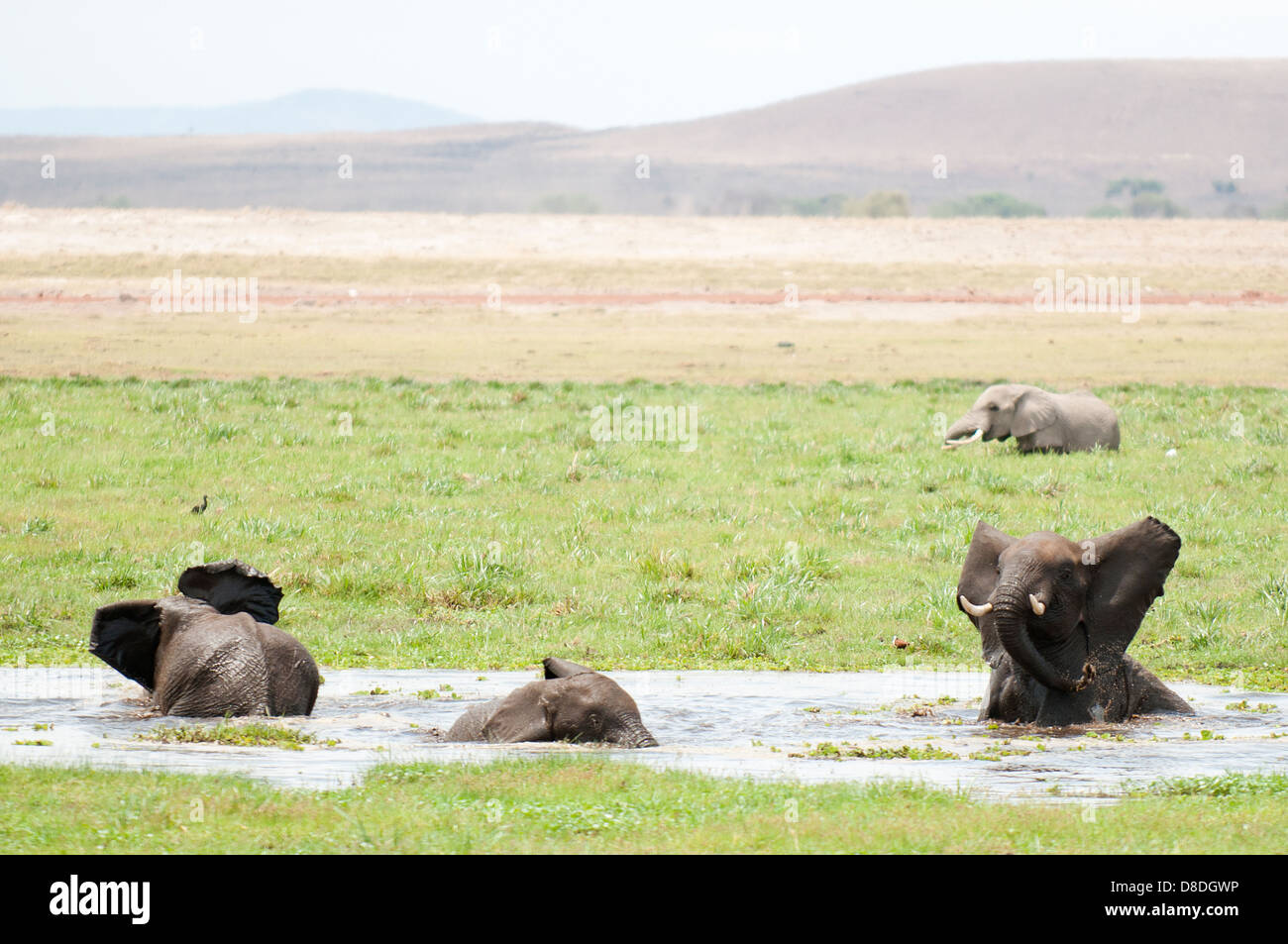 elephants in Tsavo National Park Kenya Stock Photo - Alamy