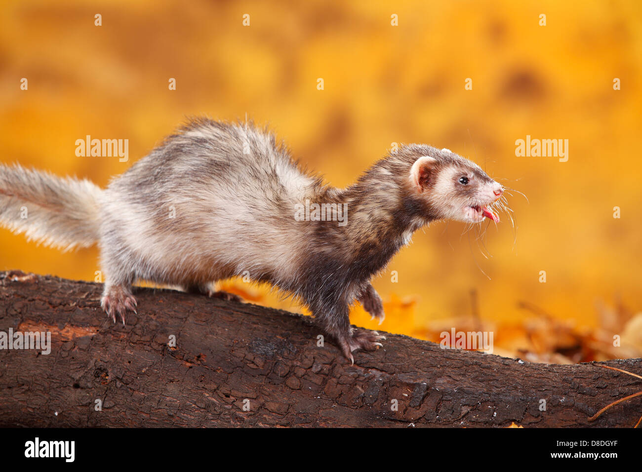 Ferret / (Mustela putorius forma domestica) / autumn foliage |Frettchen ...