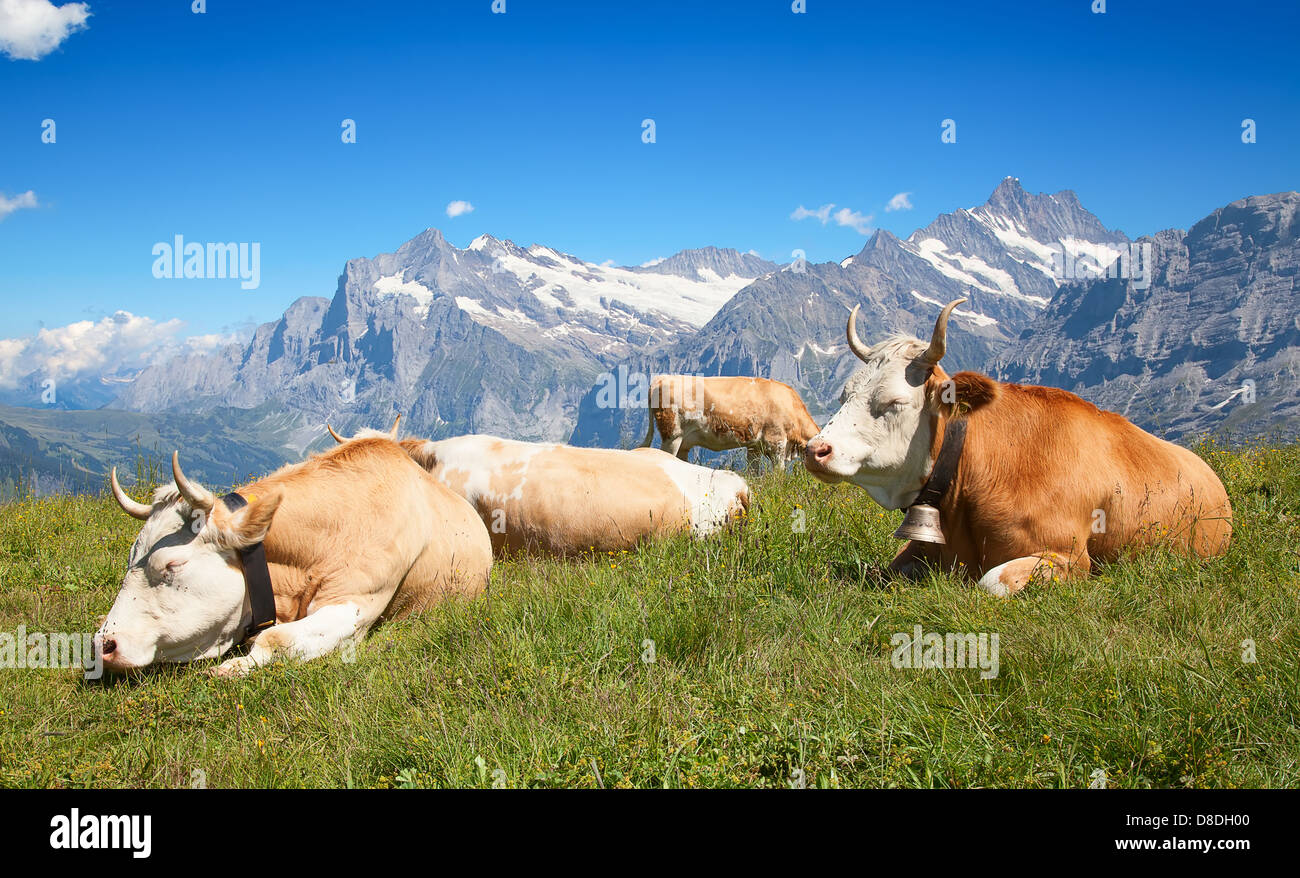 Swiss cow in the alps Stock Photo - Alamy
