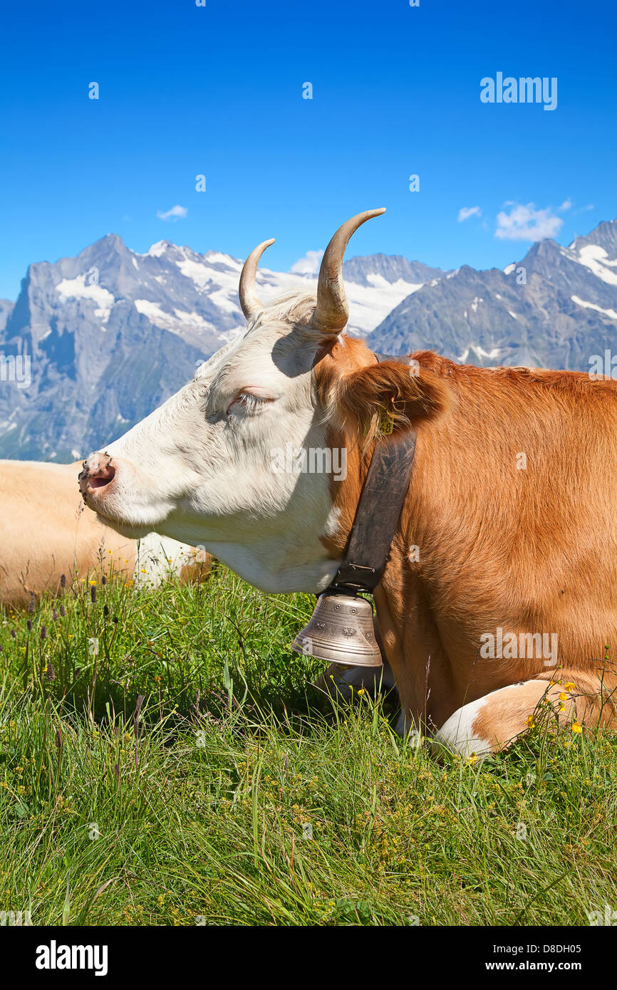 Swiss cow in the alps Stock Photo - Alamy