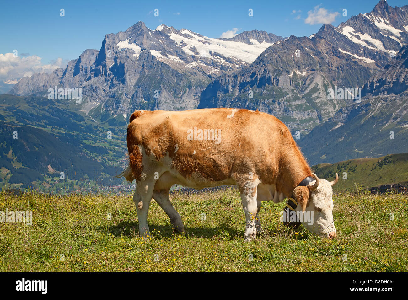 Swiss cow in the alps Stock Photo - Alamy