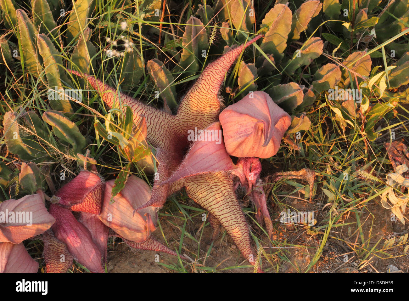 Carrion plant hi-res stock photography and images - Alamy