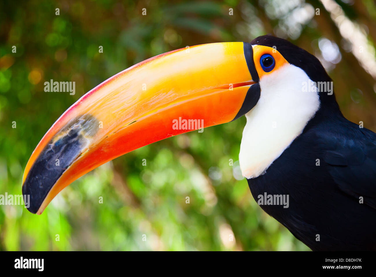 Colorful tucan in the aviary Stock Photo - Alamy