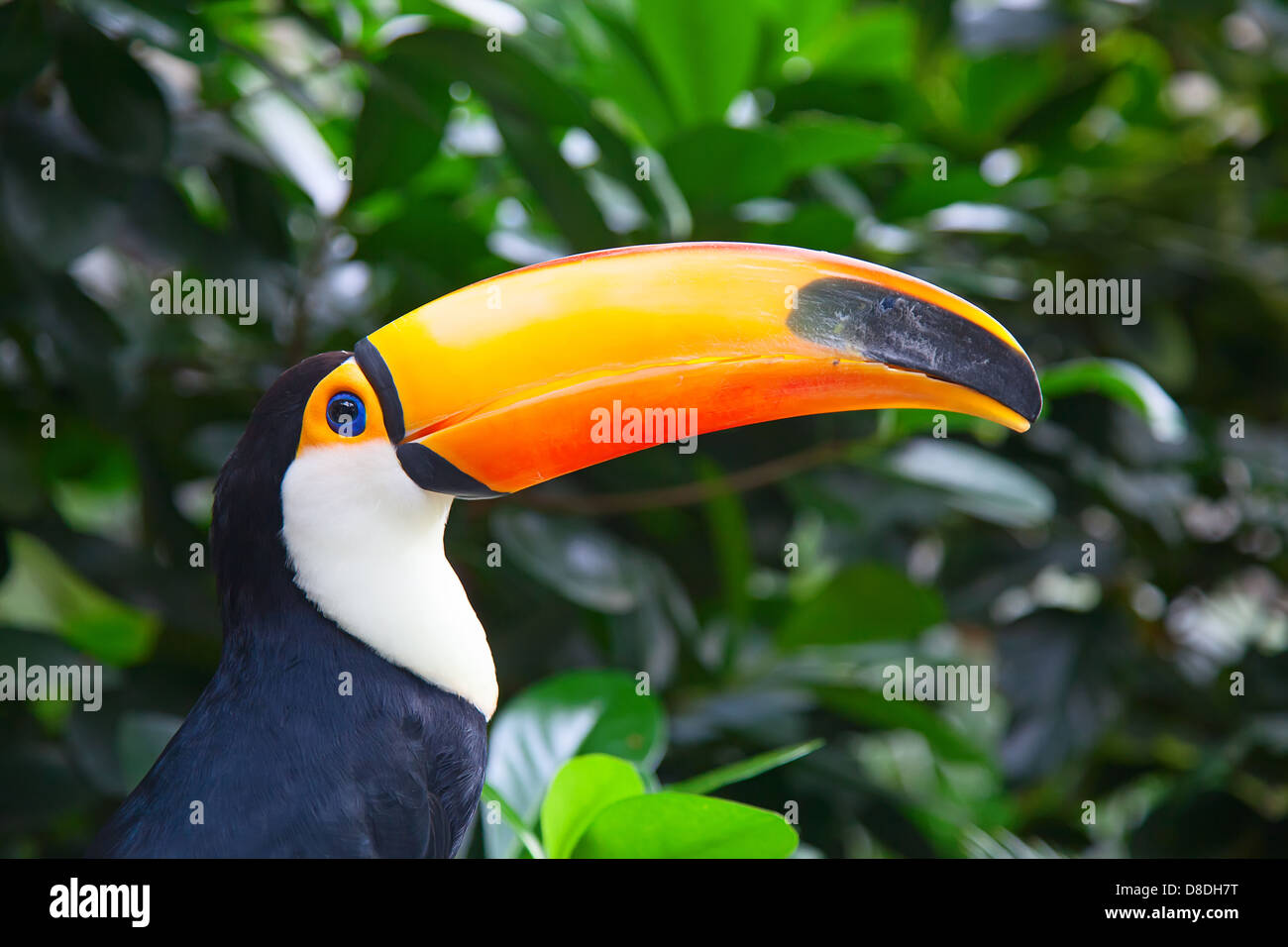 Colorful tucan in the aviary Stock Photo - Alamy