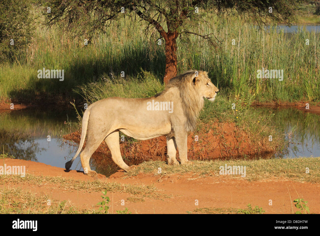 The Grey Prince Stock Photo - Alamy