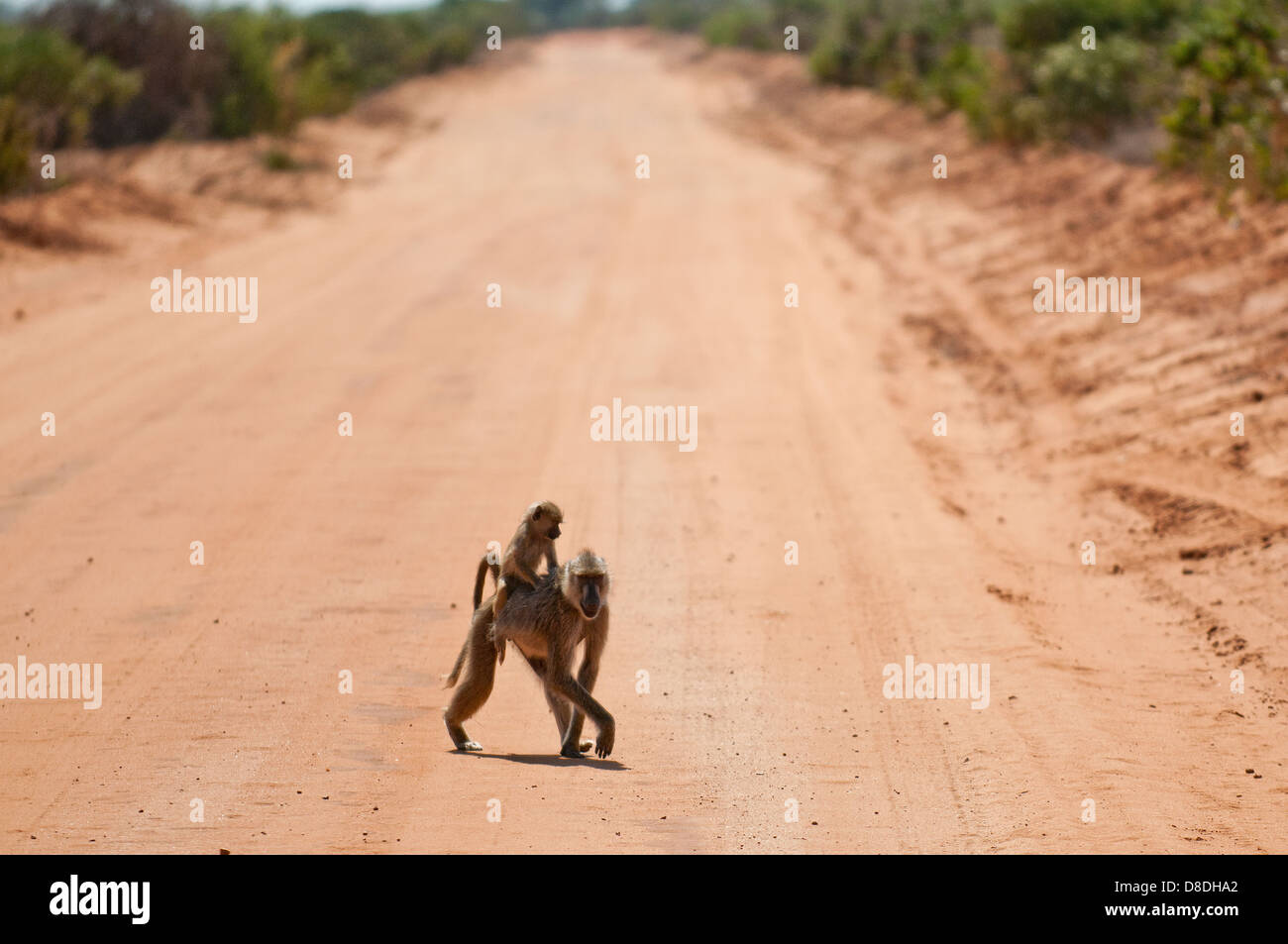 Monkeys in Tsavo NAtional PArk, Kenya Stock Photo - Alamy