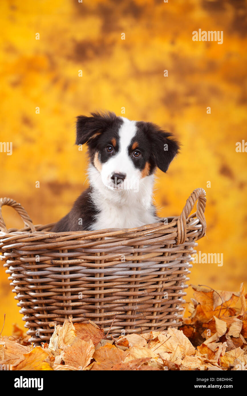 Australian shepherd puppy autumn hi-res stock photography and images ...
