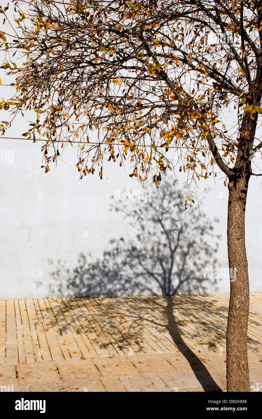 Tree and shade Stock Photo - Alamy