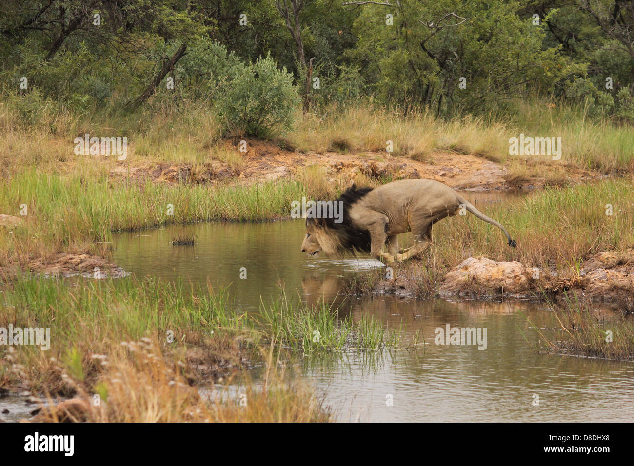 King preparing to jump Stock Photo - Alamy