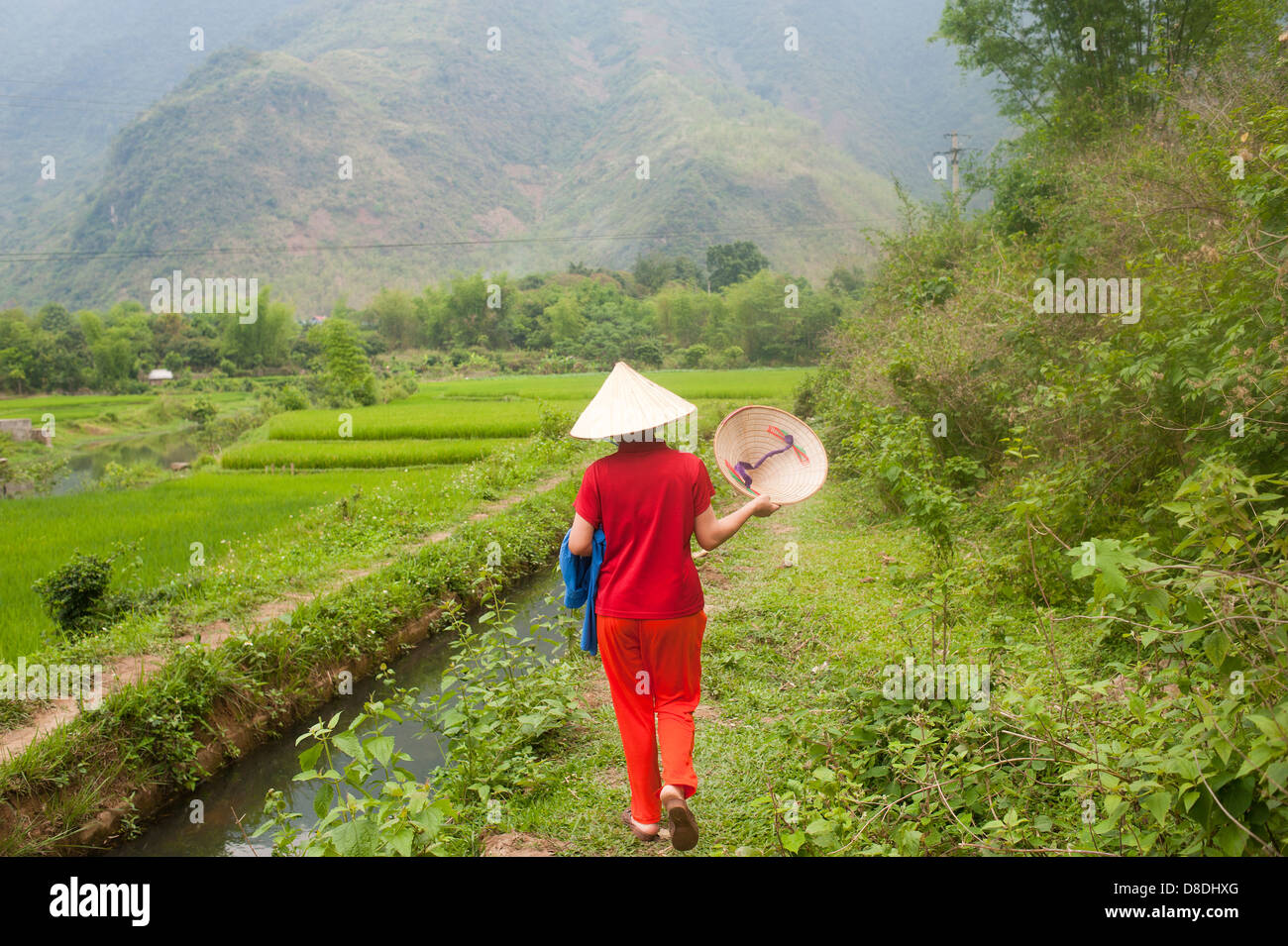 Sapa region, North Vietnam - Woman walking in rice field Stock Photo ...