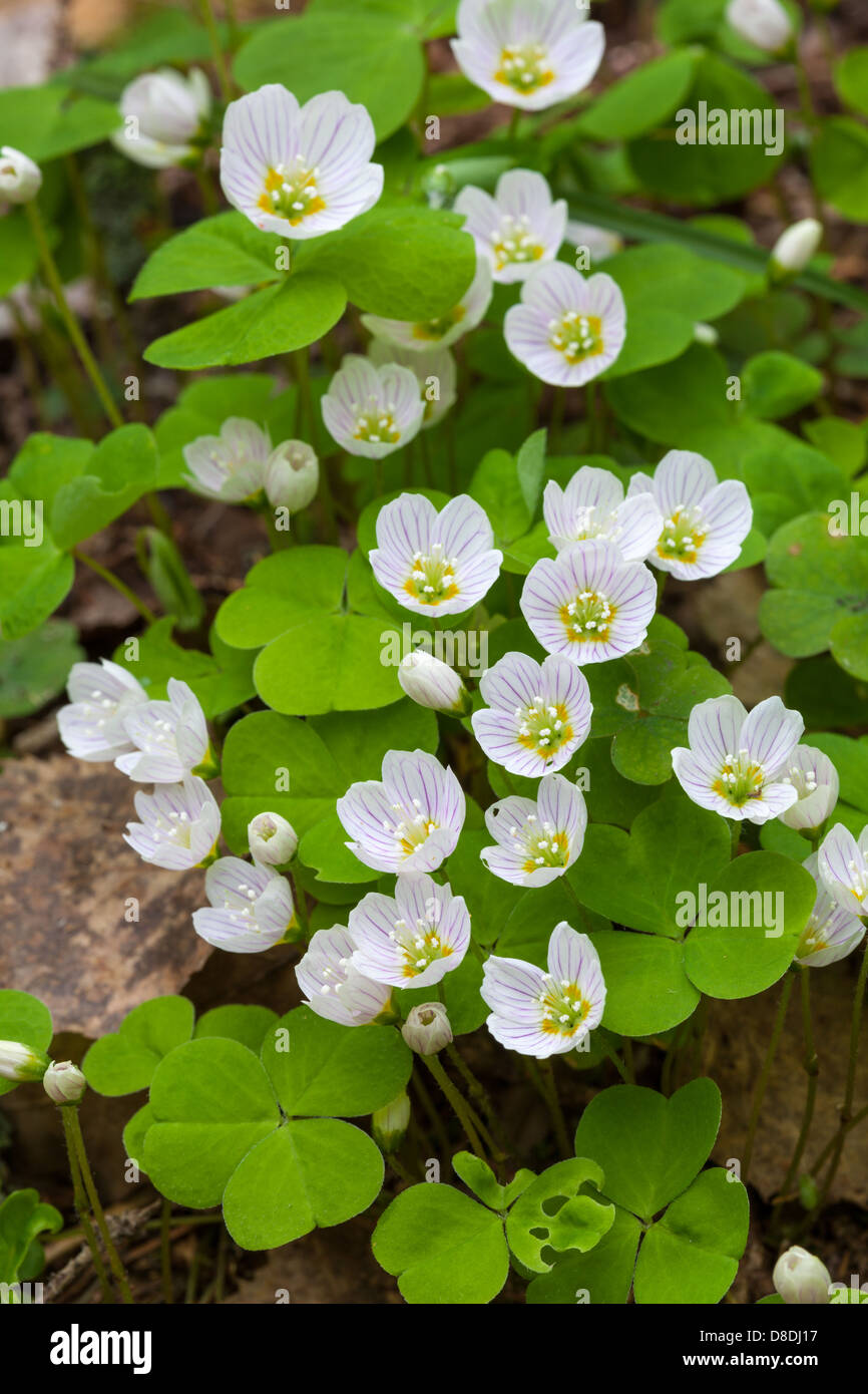 Common wood sorrel Stock Photo - Alamy