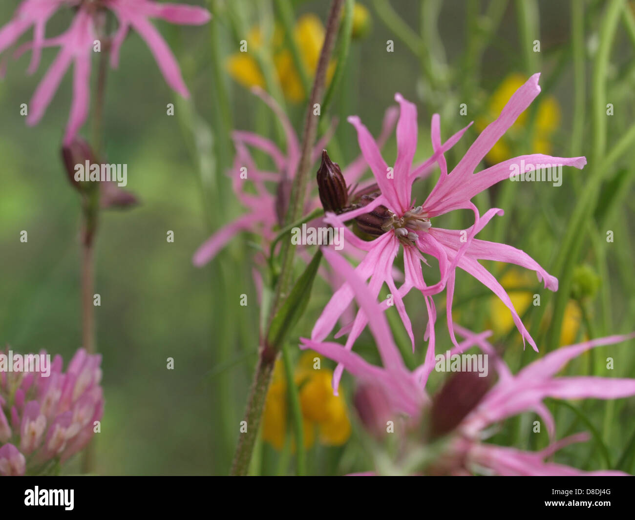 Ragged robin / Lychnis flos-cuculi, red clover and buttercup ...
