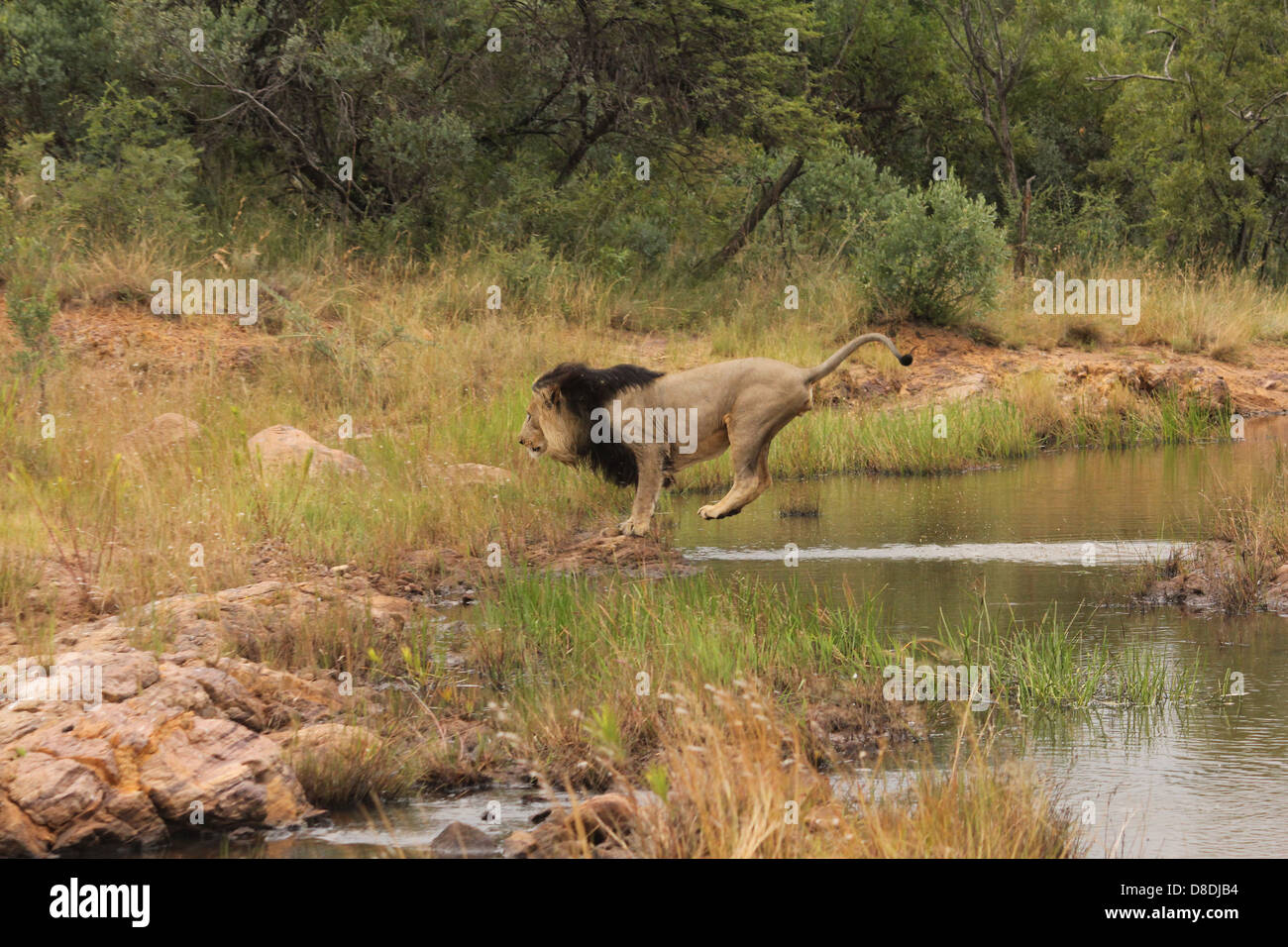Lion touch hi-res stock photography and images - Alamy