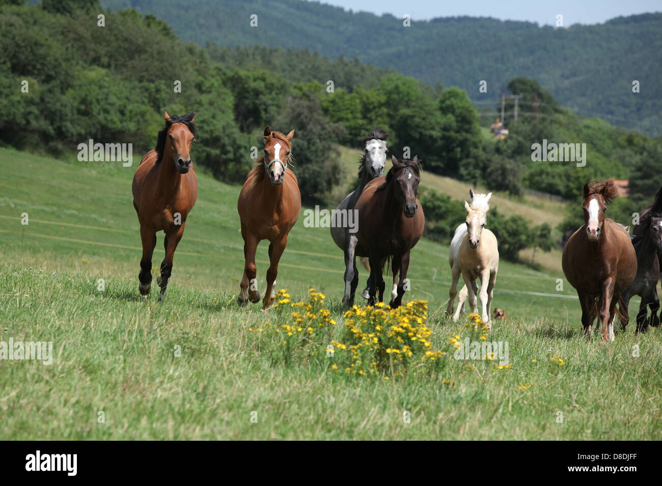 White horse running on meadow hi-res stock photography and images - Alamy