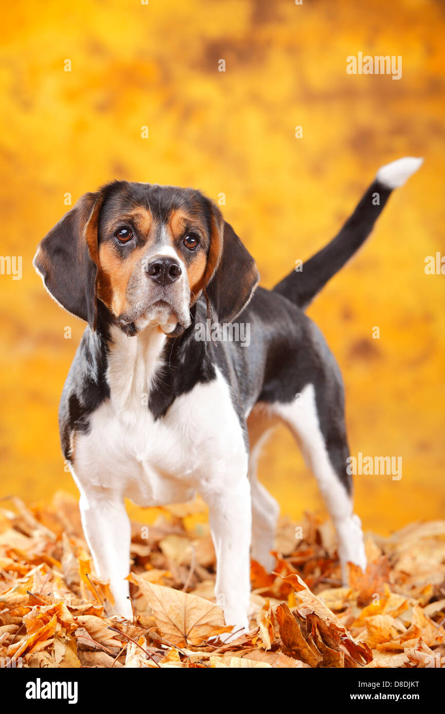 Beagle, bitch / autumn foliage |Beagle, Huendin / Herbstlaub Stock ...
